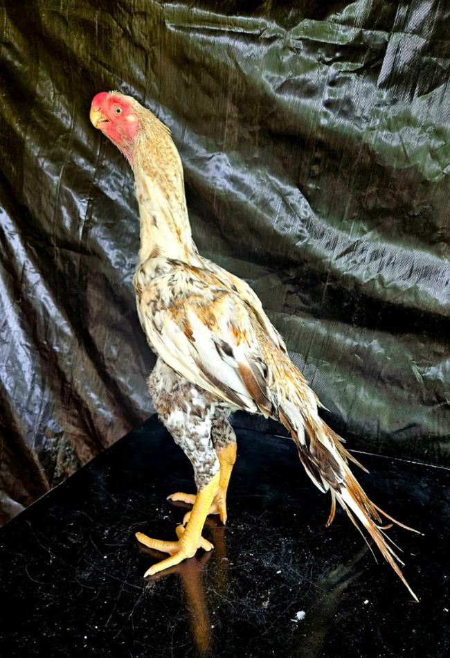 Parrot Beak Aseel: A Complete Guide to This Unique and Majestic Chicken ...